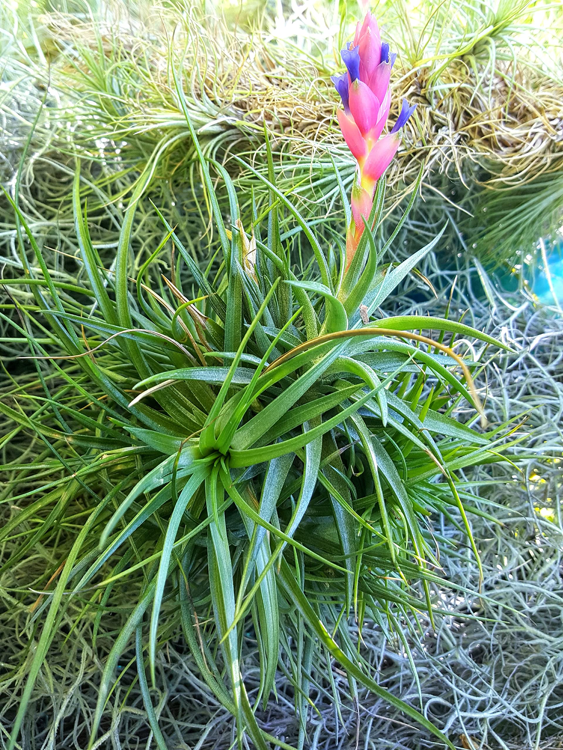 Air Plants - 1 Aeranthos - 3 to 5 Inch Air Plant - Color & Form Varies by Season - 30 Day Guarantee on Tillandsia from The Drunken Gnome (1, One Size 3-5")