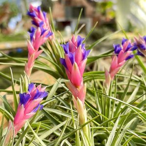 Air Plants - 1 Aeranthos - 3 to 5 Inch Air Plant - Color & Form Varies by Season - 30 Day Guarantee on Tillandsia from The Drunken Gnome (1, One Size 3-5")