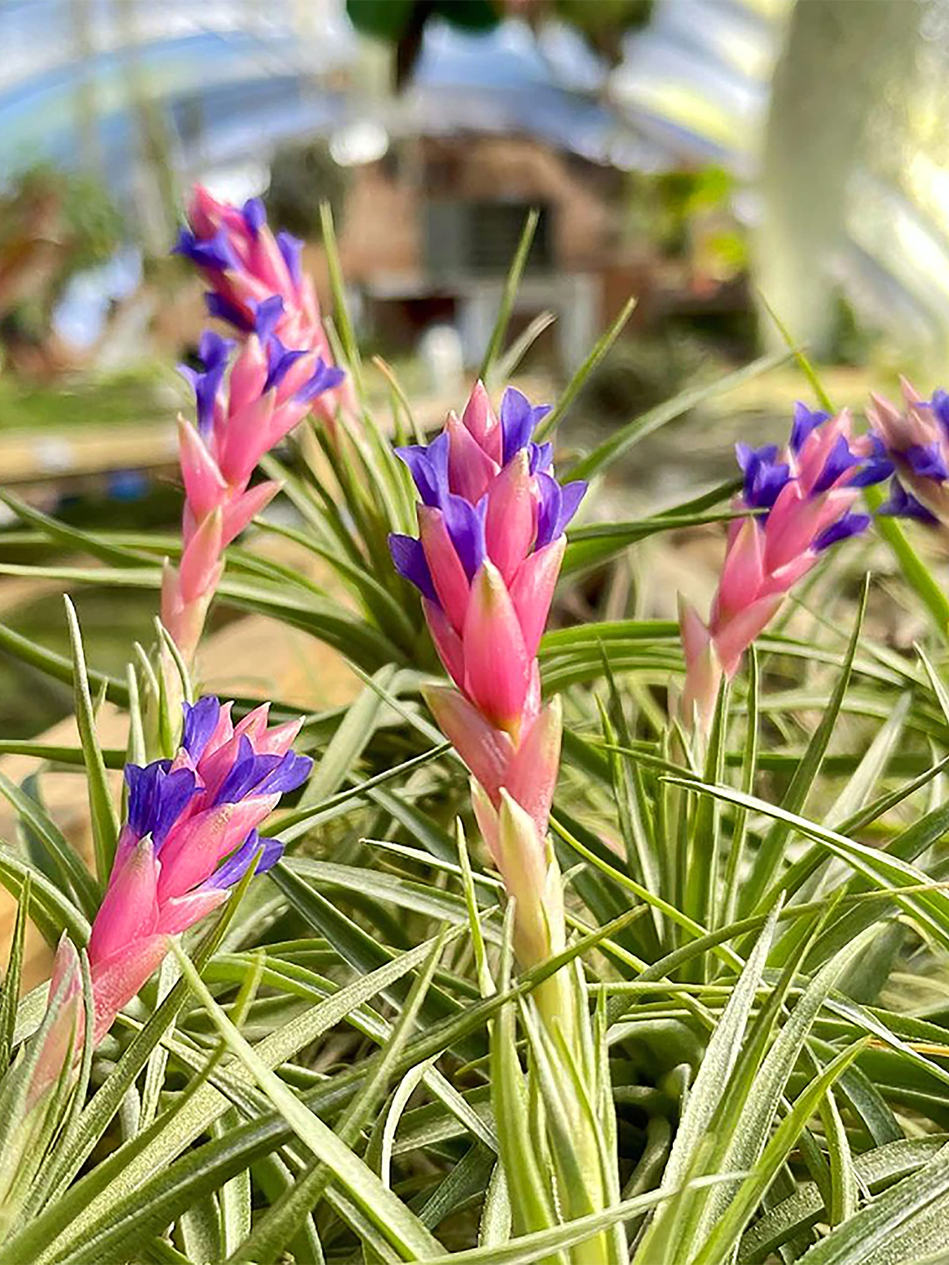 Air Plants - 1 Aeranthos - 3 to 5 Inch Air Plant - Color & Form Varies by Season - 30 Day Guarantee on Tillandsia from The Drunken Gnome (1, One Size 3-5")