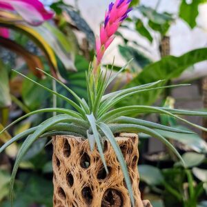 Air Plants - 1 Aeranthos - 3 to 5 Inch Air Plant - Color & Form Varies by Season - 30 Day Guarantee on Tillandsia from The Drunken Gnome (1, One Size 3-5")