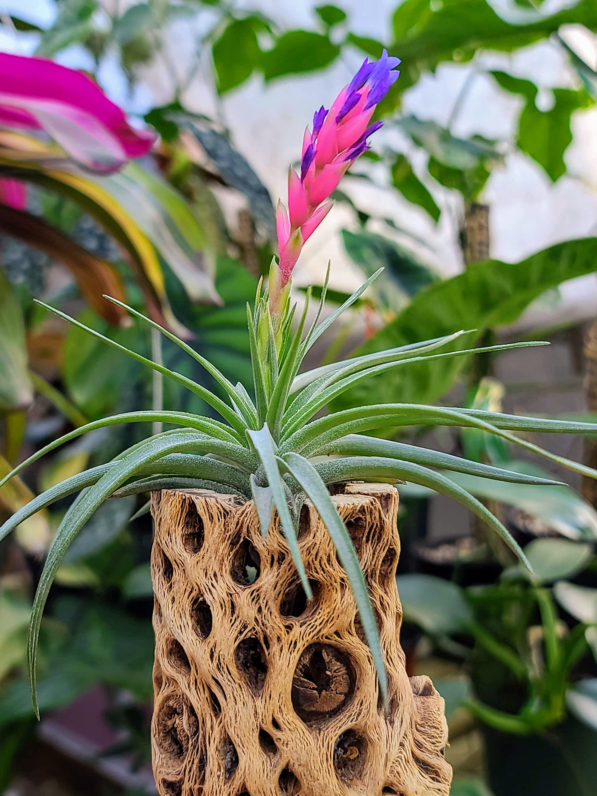 Air Plants - 1 Aeranthos - 3 to 5 Inch Air Plant - Color & Form Varies by Season - 30 Day Guarantee on Tillandsia from The Drunken Gnome (1, One Size 3-5")