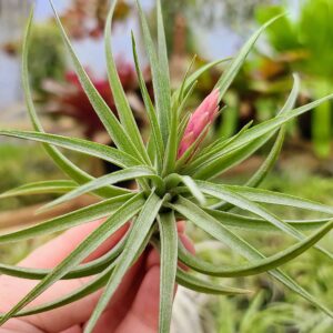 Air Plants - 1 Aeranthos - 3 to 5 Inch Air Plant - Color & Form Varies by Season - 30 Day Guarantee on Tillandsia from The Drunken Gnome (1, One Size 3-5")