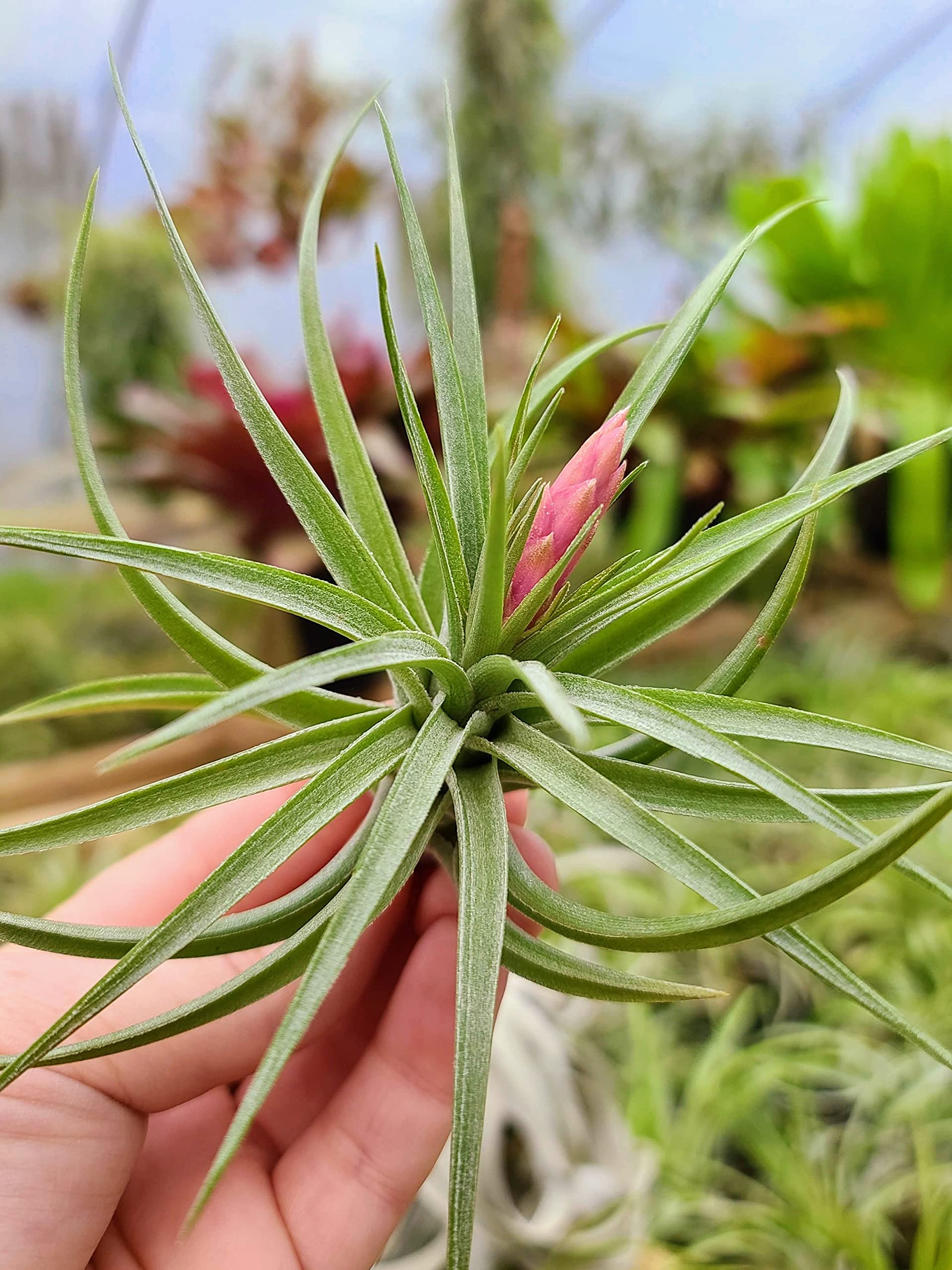 Air Plants - 1 Aeranthos - 3 to 5 Inch Air Plant - Color & Form Varies by Season - 30 Day Guarantee on Tillandsia from The Drunken Gnome (1, One Size 3-5")