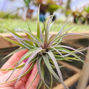 Air Plants - 1 Aeranthos - 3 to 5 Inch Air Plant - Color & Form Varies by Season - 30 Day Guarantee on Tillandsia from The Drunken Gnome (1, One Size 3-5")