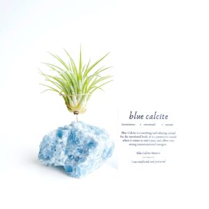 blue calcite crystal air plant holder includes healthy air plant and gift box