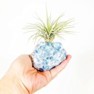 Blue Calcite Crystal Air Plant Holder Includes Healthy Air Plant and Gift Box