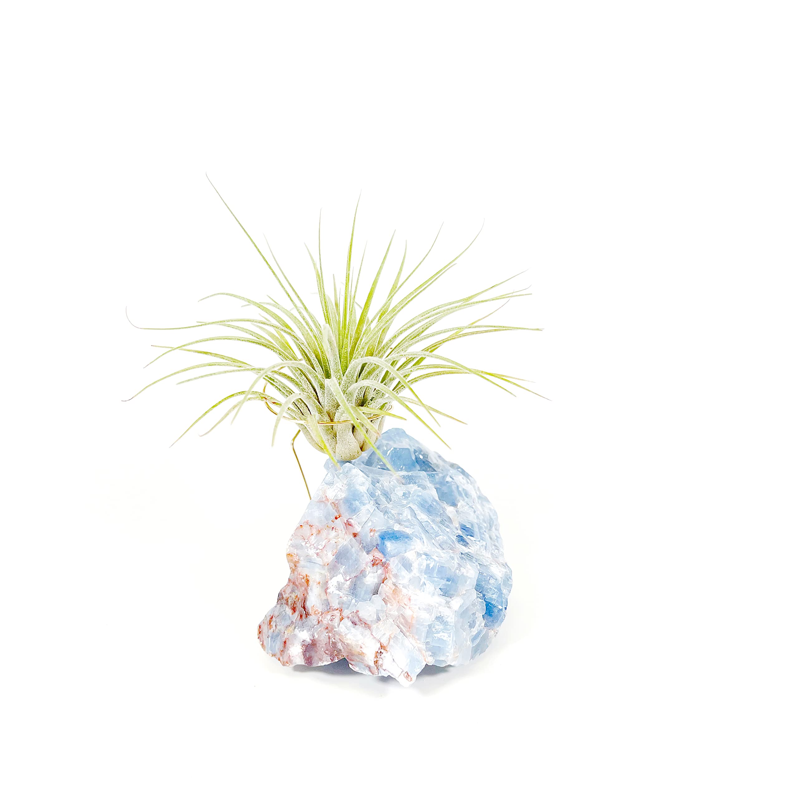 Blue Calcite Crystal Air Plant Holder Includes Healthy Air Plant and Gift Box