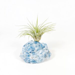 Blue Calcite Crystal Air Plant Holder Includes Healthy Air Plant and Gift Box