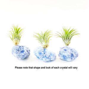 Blue Calcite Crystal Air Plant Holder Includes Healthy Air Plant and Gift Box