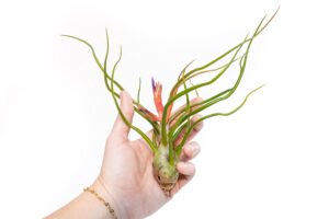 air plant shop large bulbosa belize air plants - succulents - live tillandsia - easy care indoor and outdoor house plants (pack of 1)