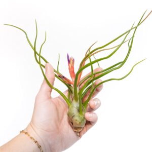 Air Plant Shop Large Bulbosa Belize Air Plants - Succulents - Live Tillandsia - Easy Care Indoor and Outdoor House Plants (Pack of 1)