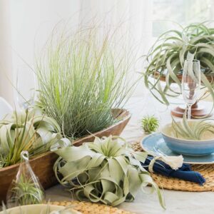 Air Plant Shop Large Bulbosa Belize Air Plants - Succulents - Live Tillandsia - Easy Care Indoor and Outdoor House Plants (Pack of 1)