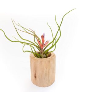 Air Plant Shop Large Bulbosa Belize Air Plants - Succulents - Live Tillandsia - Easy Care Indoor and Outdoor House Plants (Pack of 1)