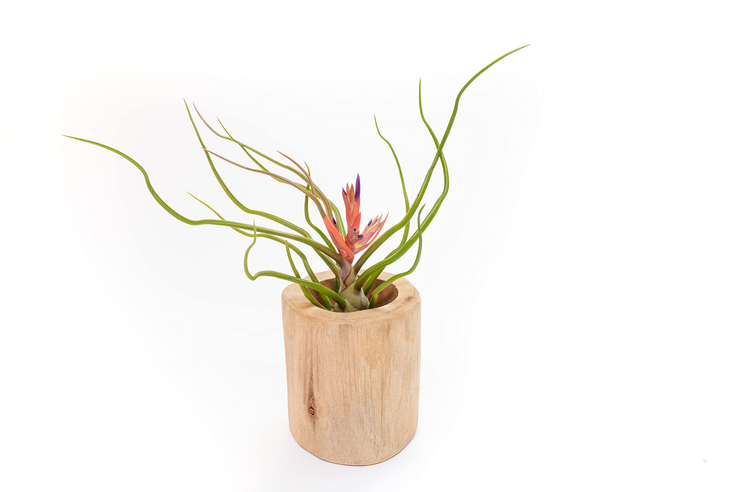 Air Plant Shop Large Bulbosa Belize Air Plants - Succulents - Live Tillandsia - Easy Care Indoor and Outdoor House Plants (Pack of 1)