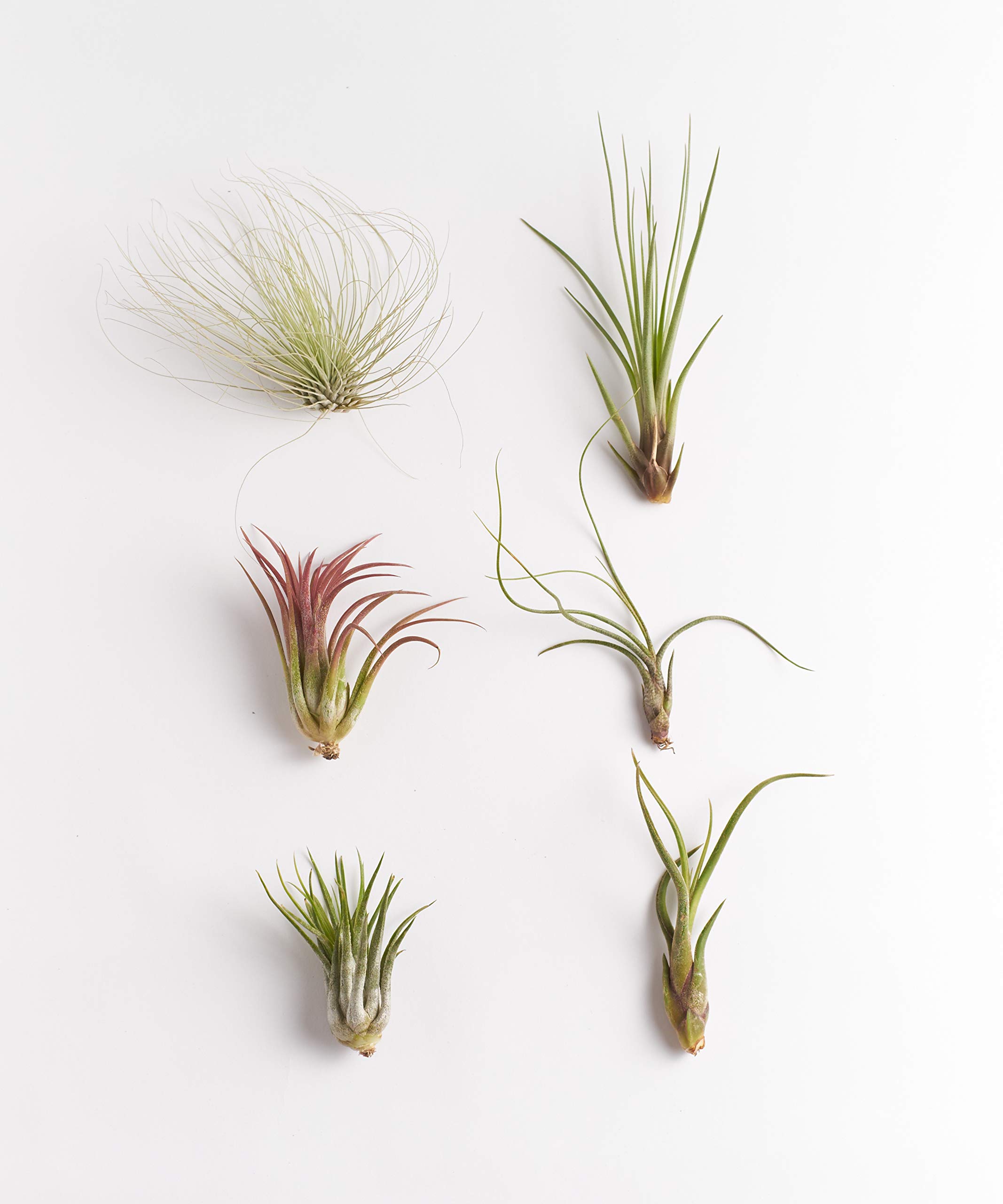 Shop Succulents Bromeliad Collection Hand Selected Variety of Tillandsia Ionantha, Purifying Live Indoor Air Plants