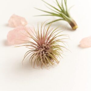 Shop Succulents Bromeliad Collection Hand Selected Variety of Tillandsia Ionantha, Purifying Live Indoor Air Plants