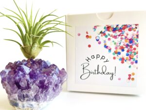 small amethyst crystal air plant holder includes live air plant and happy birthday gift box