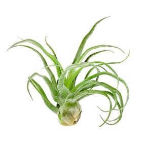 ragnaroc live air plants - tillandsia streptophylla jumbo – 1 count 5-9 inches – ideal for gifts & presents, live indoor plants & live house-plants – live plants for home décor, 30 day guarantee