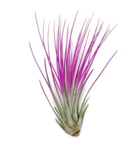 ionantha guatemala tillandsia air plant, guatemala tillandsia live airplant, healthy arrival guaranteed, great indoor plant, home decor & gift (a)