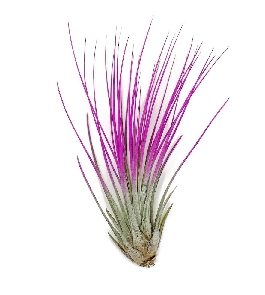 Ionantha Guatemala Tillandsia Air Plant, Guatemala Tillandsia Live Airplant, Healthy Arrival Guaranteed, Great Indoor Plant, Home Decor & Gift (A)