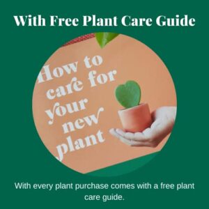 HOUSE PLANT SHOP | Air Purifying Variety Bundle - 3" Pot | Live Indoor Plant | Easy to Care | Natural Décor Plant | Great Gifts | Free Care Guide