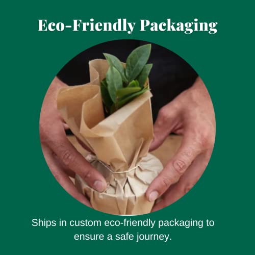 HOUSE PLANT SHOP | Air Purifying Variety Bundle - 3" Pot | Live Indoor Plant | Easy to Care | Natural Décor Plant | Great Gifts | Free Care Guide