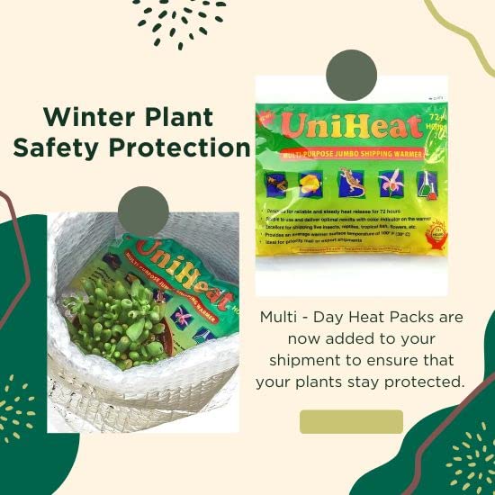 HOUSE PLANT SHOP | Air Purifying Variety Bundle - 3" Pot | Live Indoor Plant | Easy to Care | Natural Décor Plant | Great Gifts | Free Care Guide