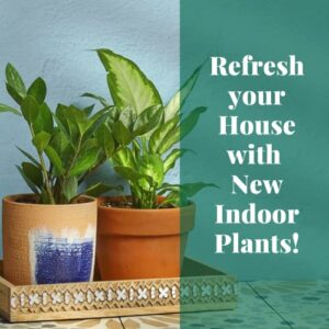 HOUSE PLANT SHOP | Air Purifying Variety Bundle - 3" Pot | Live Indoor Plant | Easy to Care | Natural Décor Plant | Great Gifts | Free Care Guide