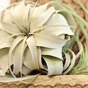 Tillandsia Xerographica Air Plant, Tillandsia Air Plants Live Large Indoor Plants Live Houseplants, Exotic Plants for Succulent Terrarium, Fairy Garden Decor, Succulents Live Plants by Plants for Pets