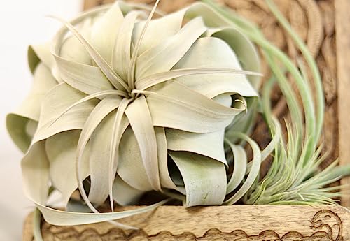 Tillandsia Xerographica Air Plant, Tillandsia Air Plants Live Large Indoor Plants Live Houseplants, Exotic Plants for Succulent Terrarium, Fairy Garden Decor, Succulents Live Plants by Plants for Pets