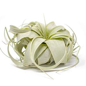 Tillandsia Xerographica Air Plant, Tillandsia Air Plants Live Large Indoor Plants Live Houseplants, Exotic Plants for Succulent Terrarium, Fairy Garden Decor, Succulents Live Plants by Plants for Pets