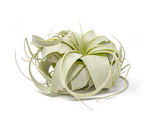 Tillandsia Xerographica Air Plant, Tillandsia Air Plants Live Large Indoor Plants Live Houseplants, Exotic Plants for Succulent Terrarium, Fairy Garden Decor, Succulents Live Plants by Plants for Pets