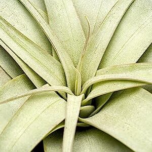 Tillandsia Xerographica Air Plant, Tillandsia Air Plants Live Large Indoor Plants Live Houseplants, Exotic Plants for Succulent Terrarium, Fairy Garden Decor, Succulents Live Plants by Plants for Pets