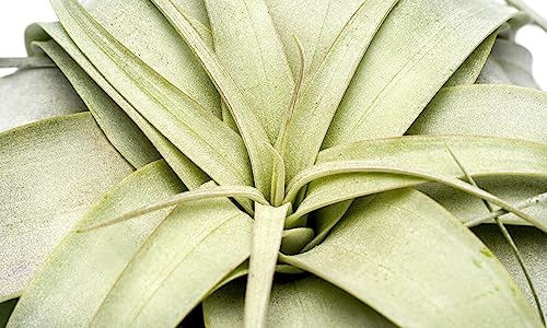 Tillandsia Xerographica Air Plant, Tillandsia Air Plants Live Large Indoor Plants Live Houseplants, Exotic Plants for Succulent Terrarium, Fairy Garden Decor, Succulents Live Plants by Plants for Pets