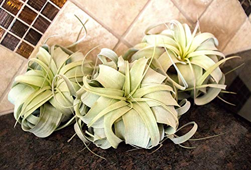 Tillandsia Xerographica Air Plant, Tillandsia Air Plants Live Large Indoor Plants Live Houseplants, Exotic Plants for Succulent Terrarium, Fairy Garden Decor, Succulents Live Plants by Plants for Pets