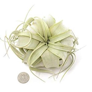 Tillandsia Xerographica Air Plant, Tillandsia Air Plants Live Large Indoor Plants Live Houseplants, Exotic Plants for Succulent Terrarium, Fairy Garden Decor, Succulents Live Plants by Plants for Pets