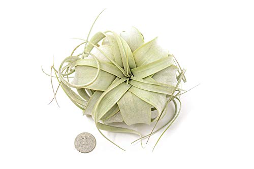 Tillandsia Xerographica Air Plant, Tillandsia Air Plants Live Large Indoor Plants Live Houseplants, Exotic Plants for Succulent Terrarium, Fairy Garden Decor, Succulents Live Plants by Plants for Pets