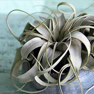 Tillandsia Xerographica Air Plant, Tillandsia Air Plants Live Large Indoor Plants Live Houseplants, Exotic Plants for Succulent Terrarium, Fairy Garden Decor, Succulents Live Plants by Plants for Pets