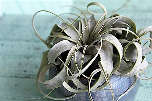 Tillandsia Xerographica Air Plant, Tillandsia Air Plants Live Large Indoor Plants Live Houseplants, Exotic Plants for Succulent Terrarium, Fairy Garden Decor, Succulents Live Plants by Plants for Pets