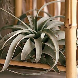 Tillandsia Xerographica Air Plant, Tillandsia Air Plants Live Large Indoor Plants Live Houseplants, Exotic Plants for Succulent Terrarium, Fairy Garden Decor, Succulents Live Plants by Plants for Pets