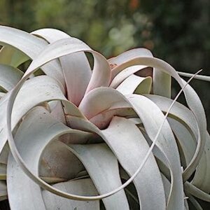 Tillandsia Xerographica Air Plant, Tillandsia Air Plants Live Large Indoor Plants Live Houseplants, Exotic Plants for Succulent Terrarium, Fairy Garden Decor, Succulents Live Plants by Plants for Pets