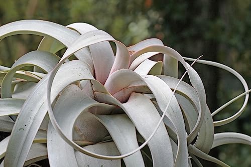 Tillandsia Xerographica Air Plant, Tillandsia Air Plants Live Large Indoor Plants Live Houseplants, Exotic Plants for Succulent Terrarium, Fairy Garden Decor, Succulents Live Plants by Plants for Pets