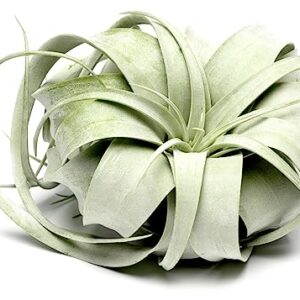 Tillandsia Xerographica Air Plant, Tillandsia Air Plants Live Large Indoor Plants Live Houseplants, Exotic Plants for Succulent Terrarium, Fairy Garden Decor, Succulents Live Plants by Plants for Pets