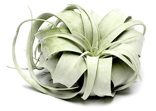 Tillandsia Xerographica Air Plant, Tillandsia Air Plants Live Large Indoor Plants Live Houseplants, Exotic Plants for Succulent Terrarium, Fairy Garden Decor, Succulents Live Plants by Plants for Pets