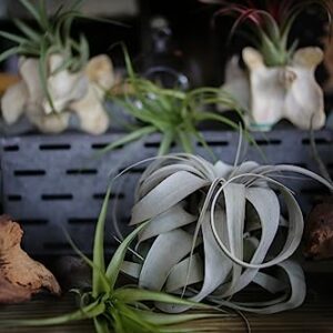 Tillandsia Xerographica Air Plant, Tillandsia Air Plants Live Large Indoor Plants Live Houseplants, Exotic Plants for Succulent Terrarium, Fairy Garden Decor, Succulents Live Plants by Plants for Pets