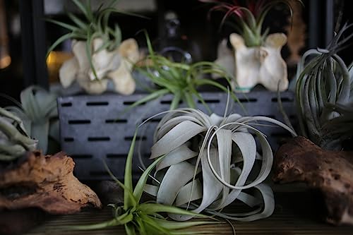 Tillandsia Xerographica Air Plant, Tillandsia Air Plants Live Large Indoor Plants Live Houseplants, Exotic Plants for Succulent Terrarium, Fairy Garden Decor, Succulents Live Plants by Plants for Pets