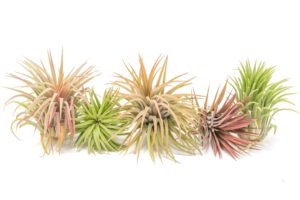 air plant shop 10 pack xl tillandsia ionantha rubra- wholesale and bulk - succulents - live tillandsia - easy care indoor and outdoor house plants