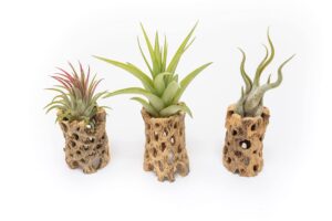 air plant shop 3 pack 3 inch cholla cactus holders with assorted air plants- wholesale and bulk - succulents - live tillandsia - easy care indoor and outdoor house plants