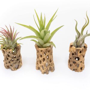 Air Plant Shop 3 Pack 3 Inch Cholla Cactus Holders with Assorted Air Plants- Wholesale and Bulk - Succulents - Live Tillandsia - Easy Care Indoor and Outdoor House Plants