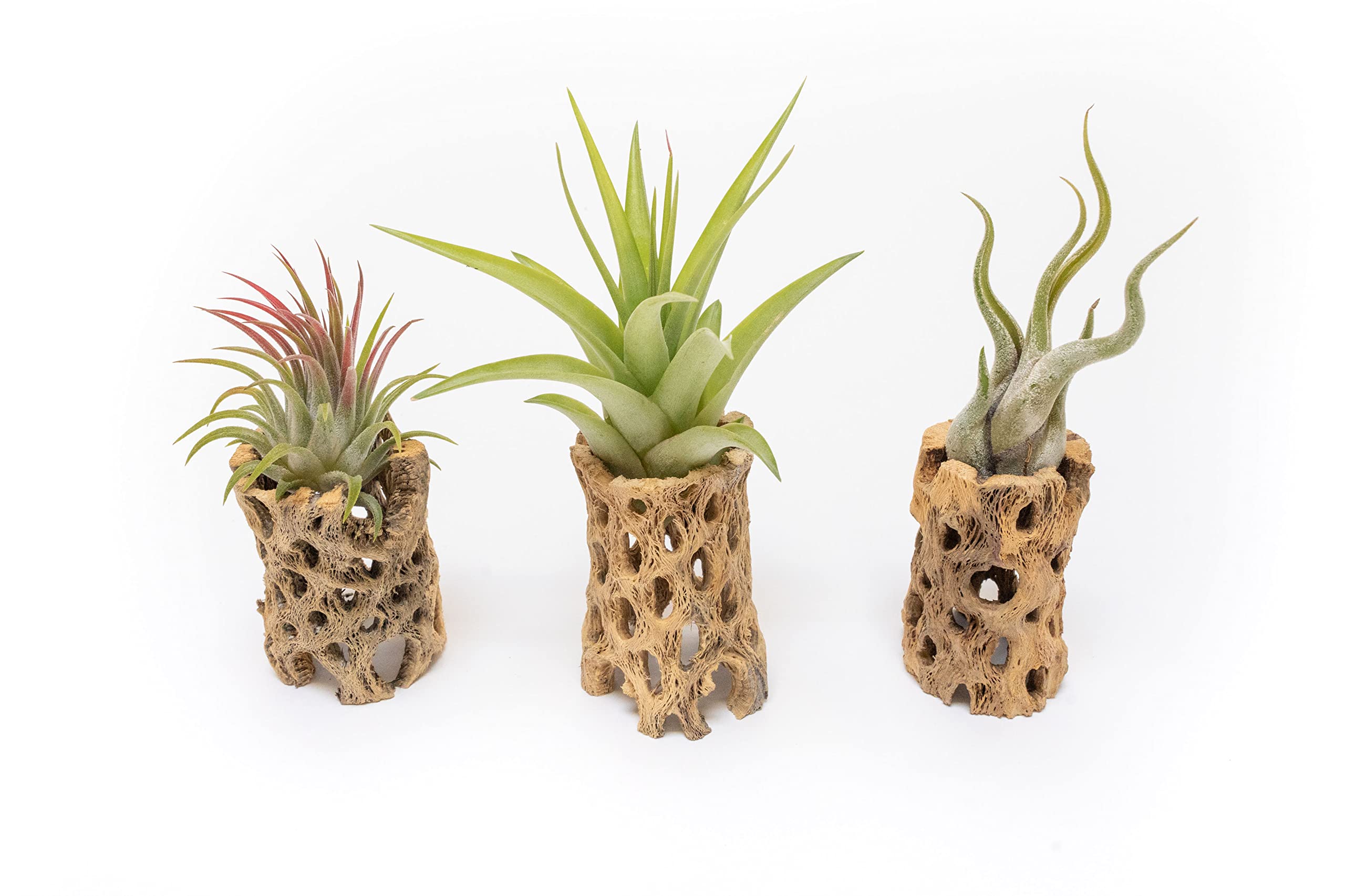 Air Plant Shop 3 Pack 3 Inch Cholla Cactus Holders with Assorted Air Plants- Wholesale and Bulk - Succulents - Live Tillandsia - Easy Care Indoor and Outdoor House Plants